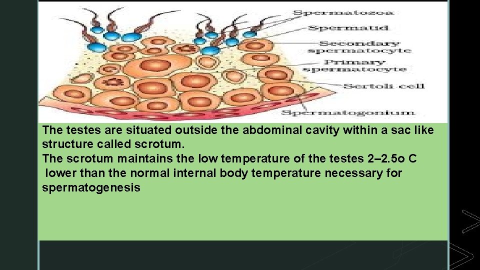 MALE REPRODUCTIVE SYSTEM CLASS XII z Prepared by