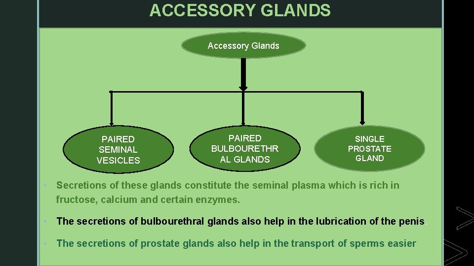 MALE REPRODUCTIVE SYSTEM CLASS XII z Prepared by