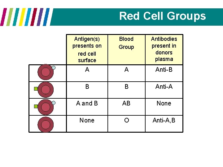 Transfusion Third Year Medical Student Teaching Friday 11