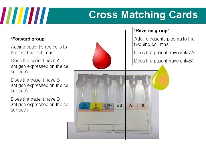 Transfusion Third Year Medical Student Teaching Friday 11