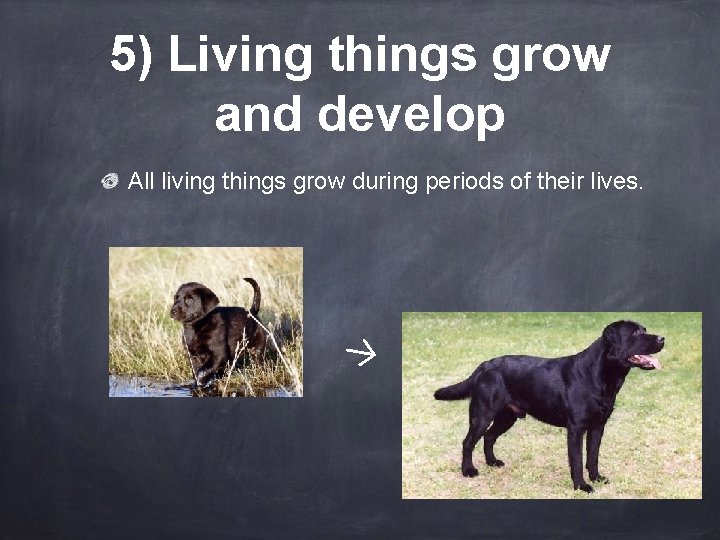 Living and NonLiving 82217 Characteristics of All Living