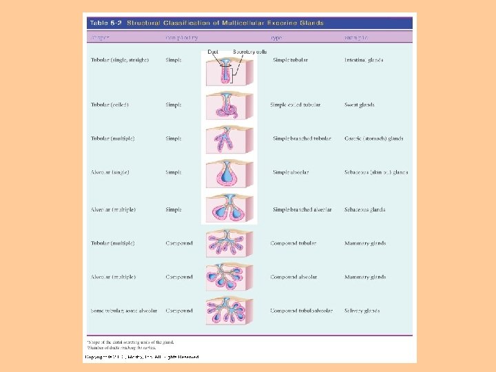 Tissues Chapter 5 http asweknowit netimagesedudwa 520 tissues