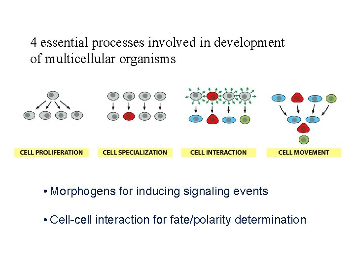 Alberts Johnson Lewis Raff Roberts Walter Molecular Biology