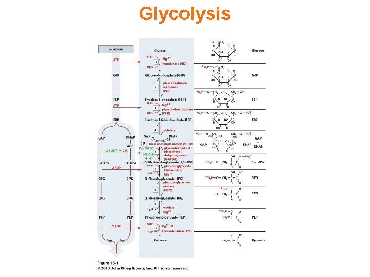 Chapter 15 Glucose Catabolism Chapter 15 Overview of
