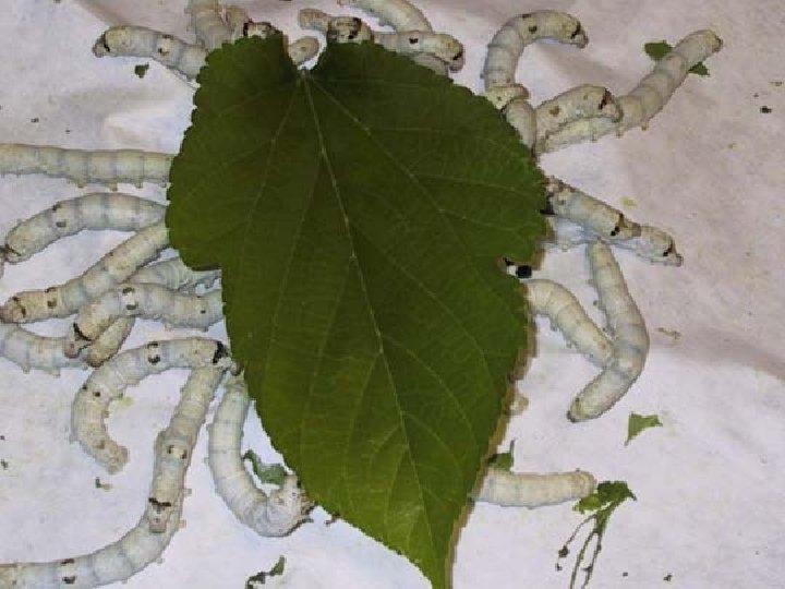 SILK From Moth The Legend The Legend XiLingShi