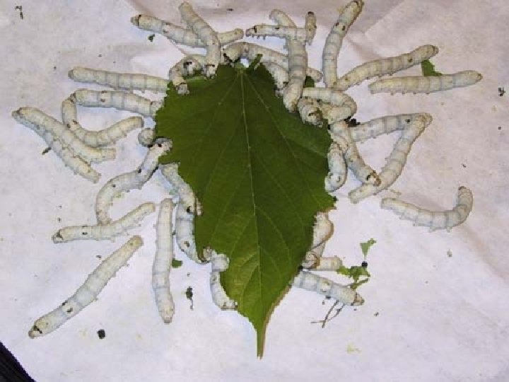 SILK From Moth The Legend The Legend XiLingShi