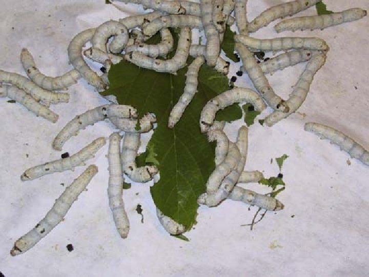 SILK From Moth The Legend The Legend XiLingShi