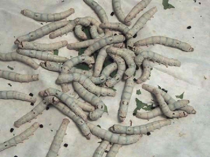 SILK From Moth The Legend The Legend XiLingShi