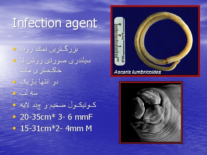 Ascaris lumbricoides Ascariasis Synonym Large round worm of