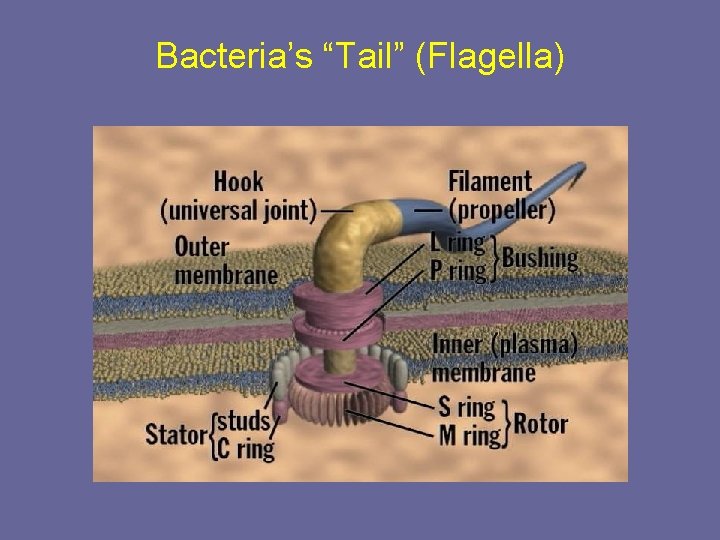 Protist Fungi Bacteria and Lichens Are prokaryotes do