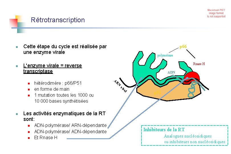 Rtrotranscription n n Cette tape du cycle est