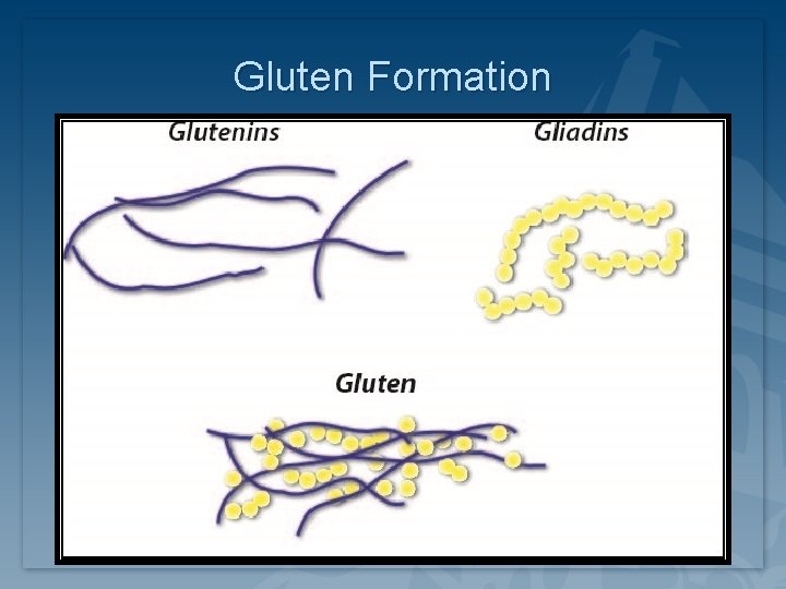 Food Myths Fact or Fiction Karin Allen Ph