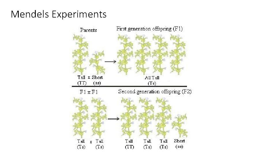 Chapter 11 Introduction to Genetics A Brief History
