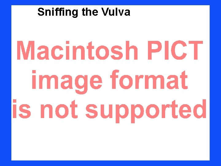 Animal Science 434 Lecture 14 Sexual Behavior a