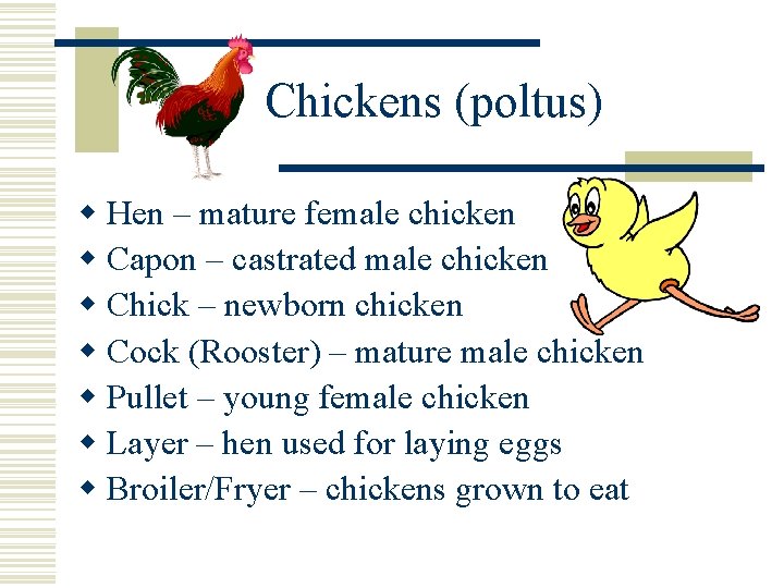 Animal Terminology Cattle bovine Cows mature females that