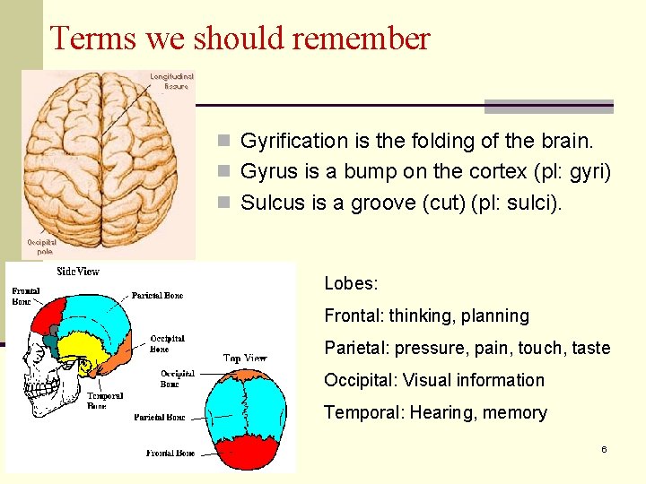 AGING AND ITS EFFECTS ON THE BRAIN Prepared