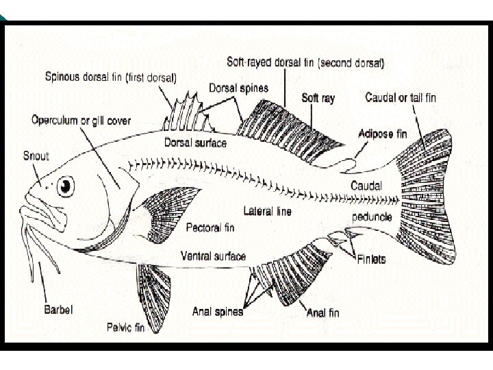 Fish Morphology bony fishes By Geonyzl L Alviola