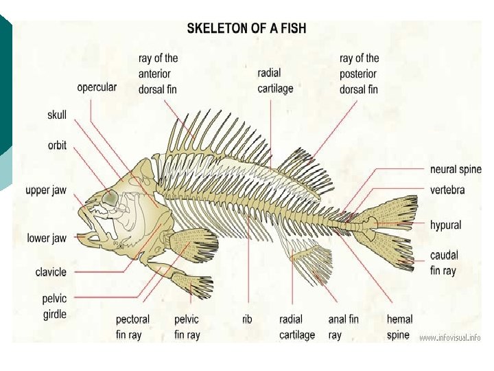 Fish Morphology bony fishes By Geonyzl L Alviola