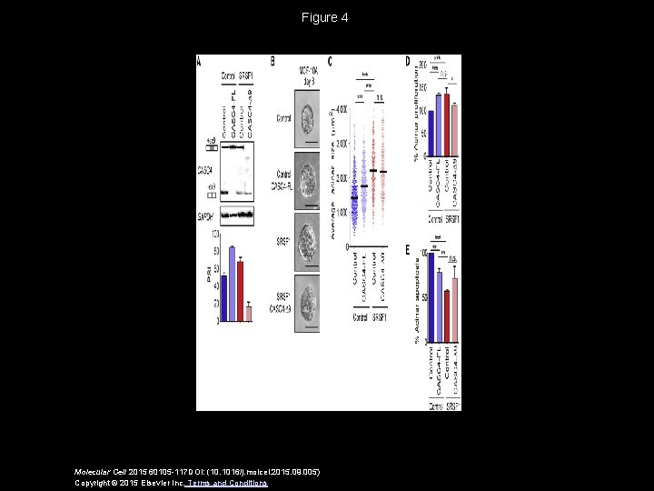 SRSF 1 Regulated Alternative Splicing in Breast Cancer