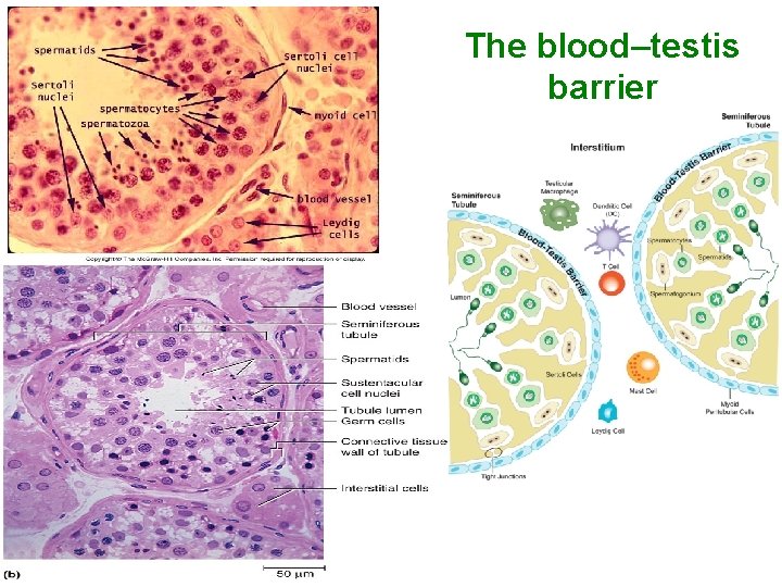 Chapter 28 MALE and Female Reproduction System The