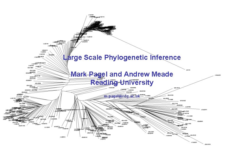 Large Scale Phylogenetic Inference Mark Pagel and Andrew