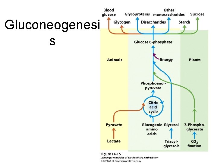 Biochemistry Lecture 11 Gluconeogenesi s Gluconeogenesis Metabolic Pathways