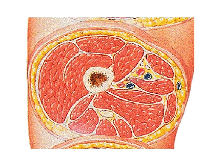 ARTERIES OF THE LOWER LIMB II A FEMORALIS