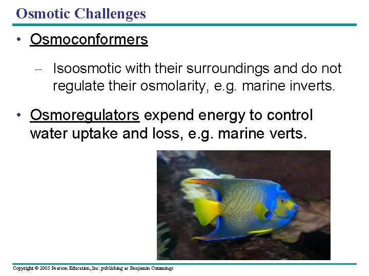 Chapter 44 Osmoregulation and Excretion Copyright 2005 Pearson