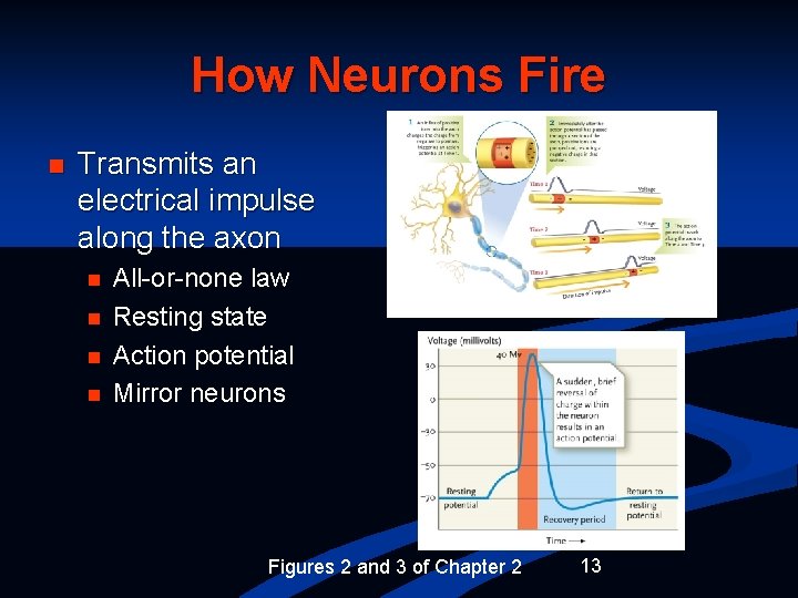 NEUROSCIENCE AND BEHAVIOR 1 Neurons The Basic Units