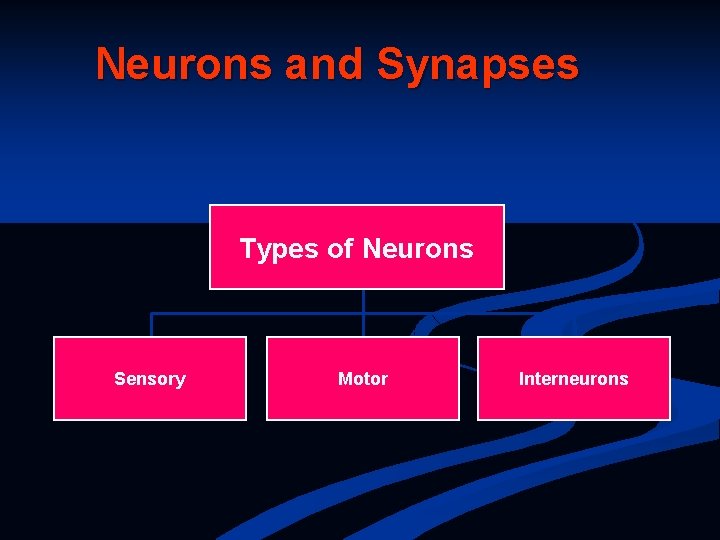 NEUROSCIENCE AND BEHAVIOR 1 Neurons The Basic Units