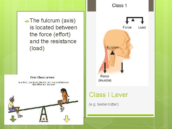 Principles of Biomechanical Analysis PSE 4 U Review