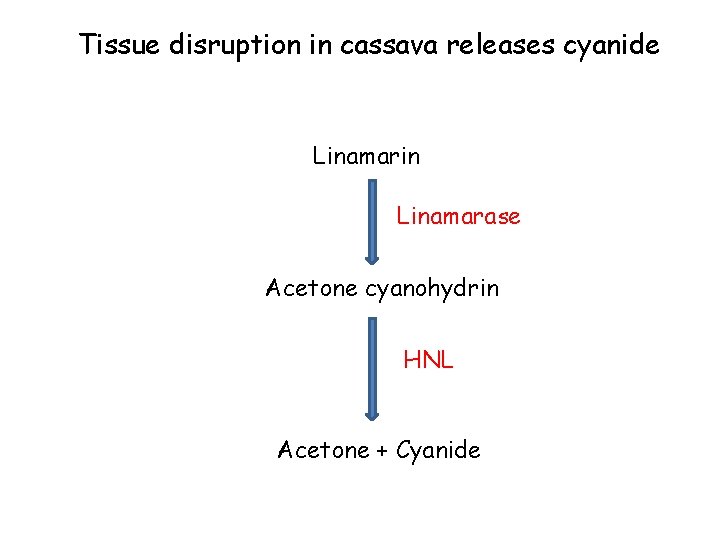 Reducing CyanideDependent ROS Production in Transgenic Cassava Roots