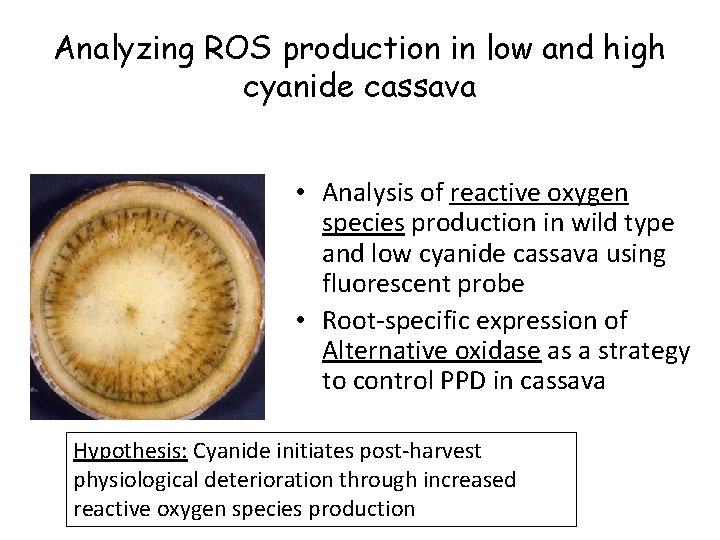 Reducing CyanideDependent ROS Production in Transgenic Cassava Roots