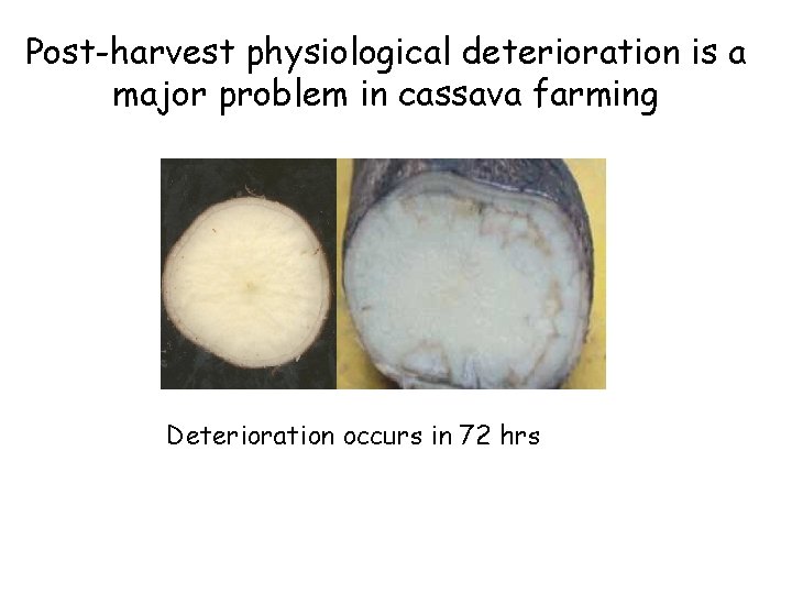 Reducing CyanideDependent ROS Production in Transgenic Cassava Roots
