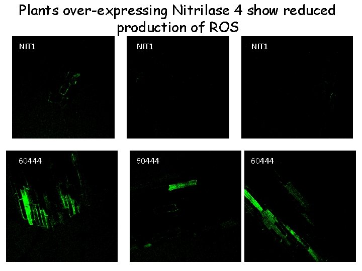 Reducing CyanideDependent ROS Production in Transgenic Cassava Roots