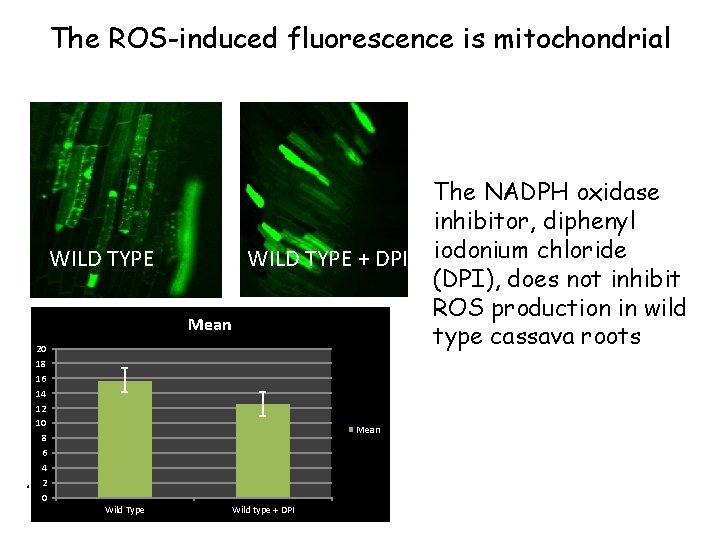 Reducing CyanideDependent ROS Production in Transgenic Cassava Roots