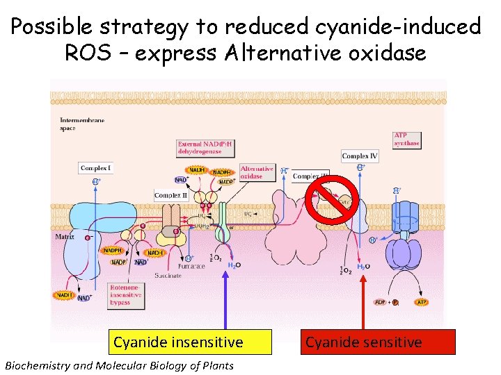Reducing CyanideDependent ROS Production in Transgenic Cassava Roots