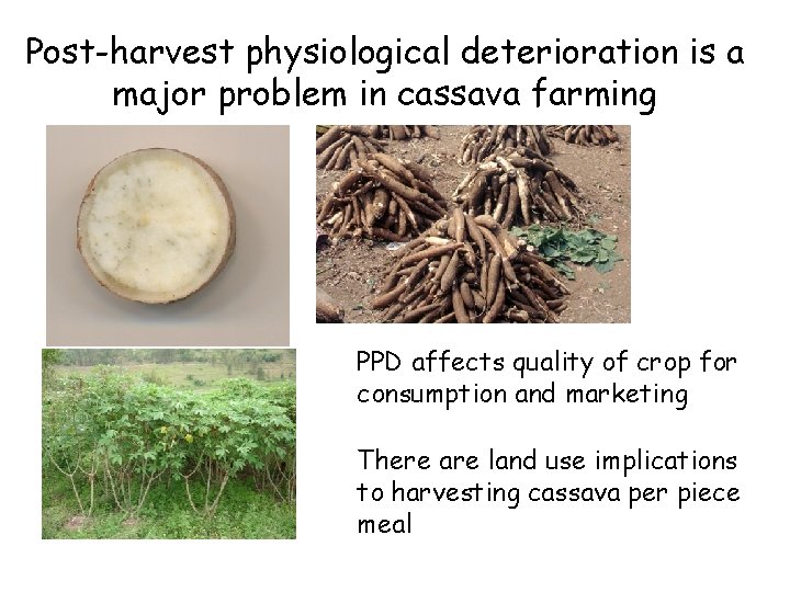 Reducing CyanideDependent ROS Production in Transgenic Cassava Roots