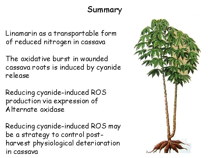 Reducing CyanideDependent ROS Production in Transgenic Cassava Roots