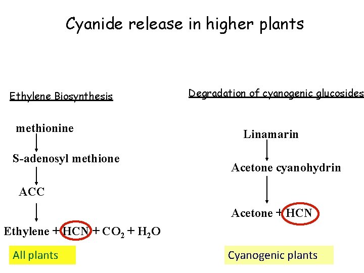 Reducing CyanideDependent ROS Production in Transgenic Cassava Roots