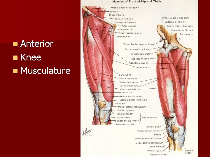 The Knee Bones Ligaments Muscles Soft Tissue Bones