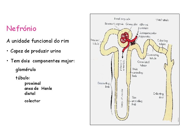 Insuficincia Renal Aguda em Cuidados Intensivos Verso Original