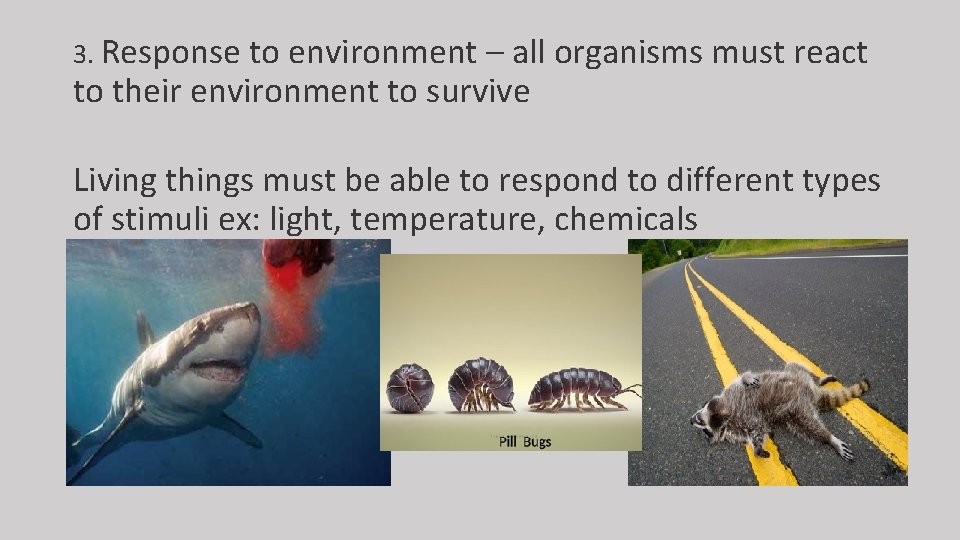 Bell Work What characteristics do you think are