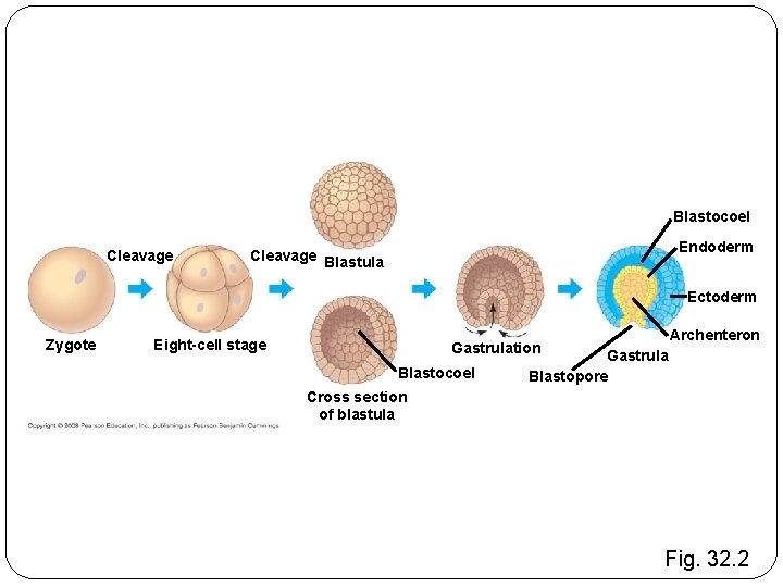 Kingdom Animalia Ch 32 Lecture Objectives Animal Characteristics