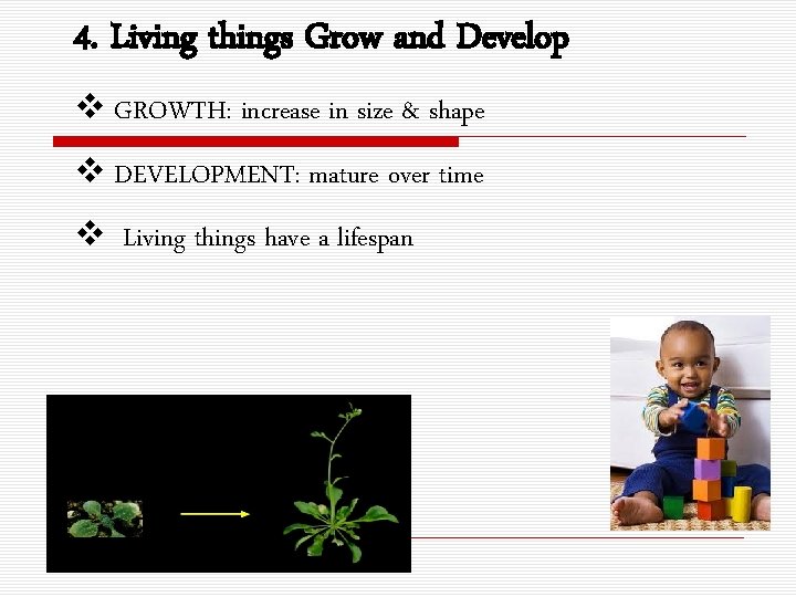 CHARACTERISTICS OF LIFE What makes something living What