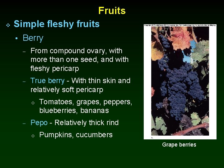Chapter 6 Lecture Outline Flowers Fruits and Seeds