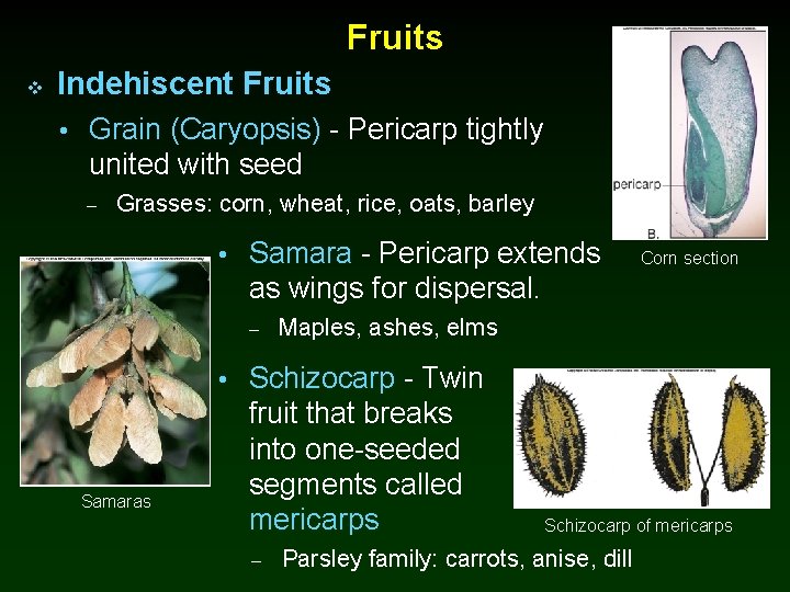 Chapter 6 Lecture Outline Flowers Fruits and Seeds