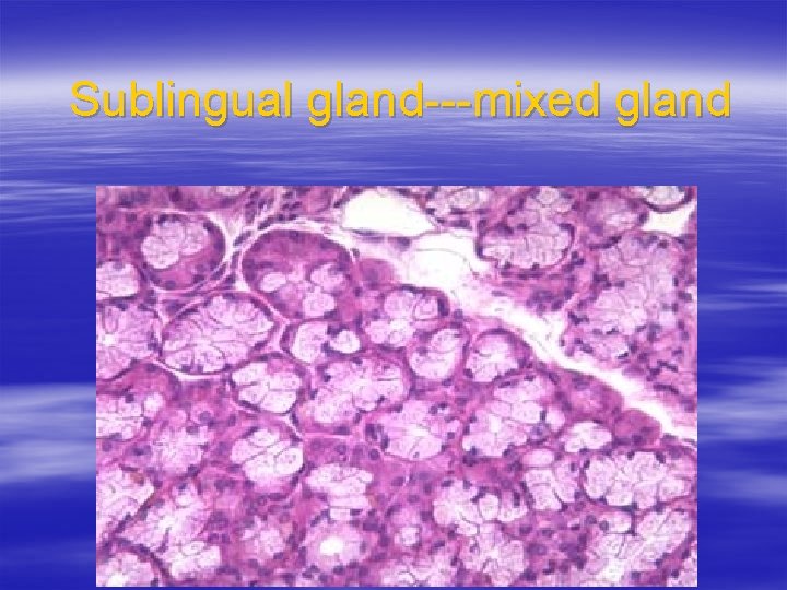 The Digestive System Exocrine glandwith duct Constituents of