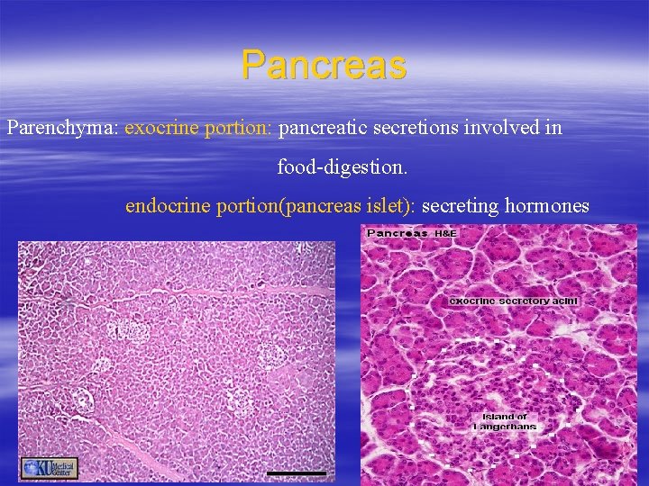 The Digestive System Exocrine glandwith duct Constituents of