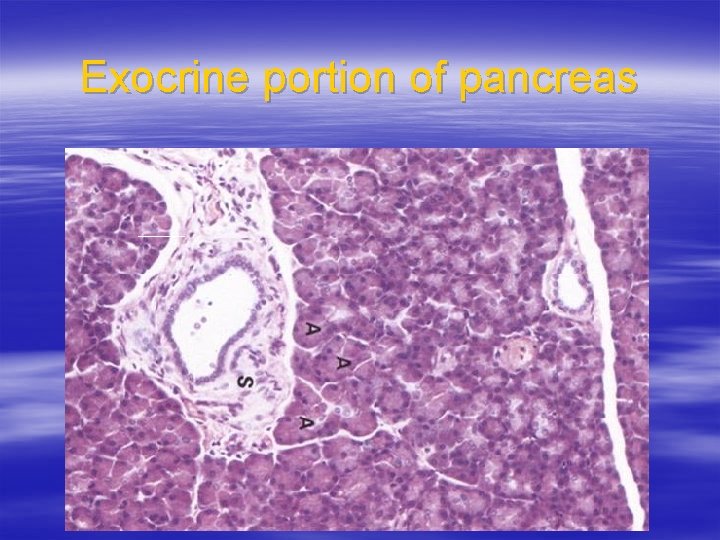 The Digestive System Exocrine glandwith duct Constituents of